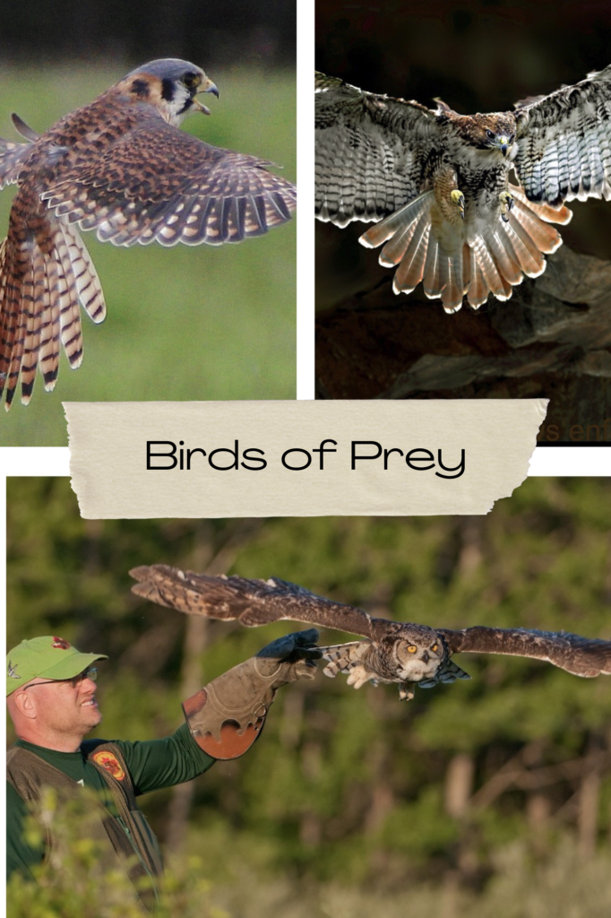 Birds of Prey | Brooklin Spring Fair